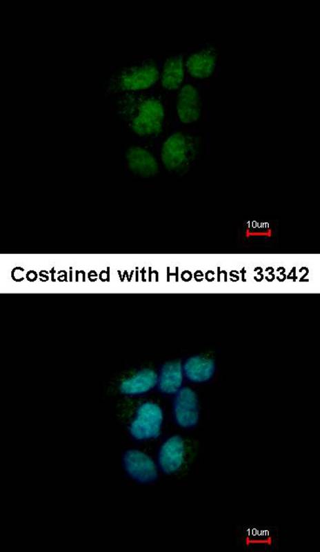 NR0B2 antibody - SAB | Signalway Antibody