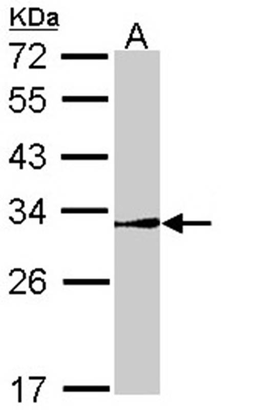 NR0B2 antibody - SAB | Signalway Antibody