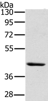 HSD3B7 Antibody - SAB | Signalway Antibody