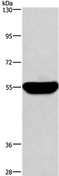 HMGCS1 Antibody - SAB | Signalway Antibody