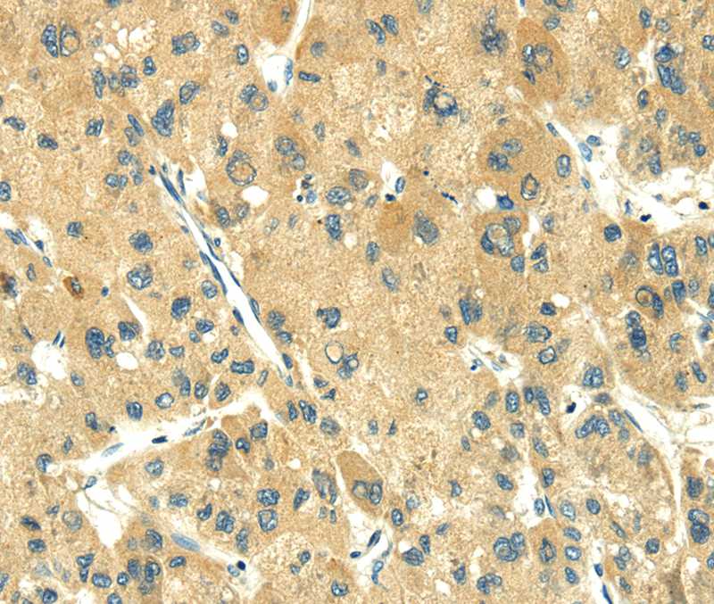 TRIM10 Antibody - SAB | Signalway Antibody