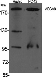 ABCA8 Polyclonal Antibody - SAB | Signalway Antibody