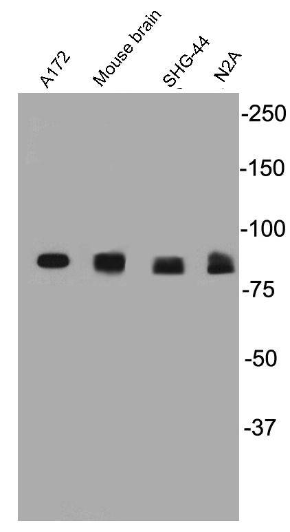 PSD95 Antibody - SAB | Signalway Antibody