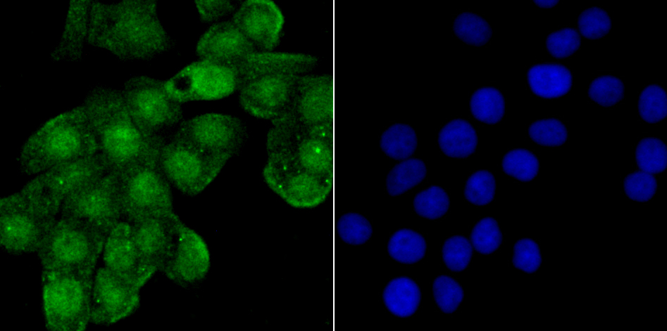 SHP-1 Antibody - SAB | Signalway Antibody
