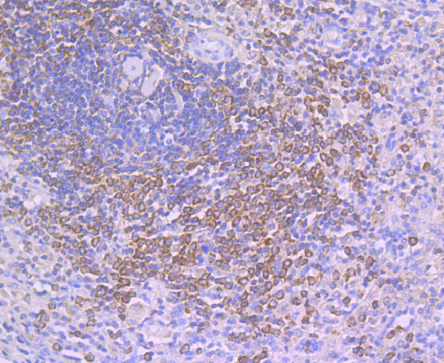 SHP-1 Antibody - SAB | Signalway Antibody