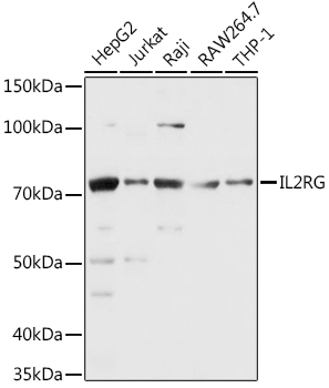 IL2RG Antibody - SAB | Signalway Antibody