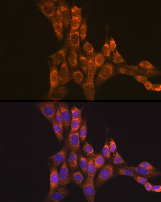 GFRA1 Antibody - SAB | Signalway Antibody