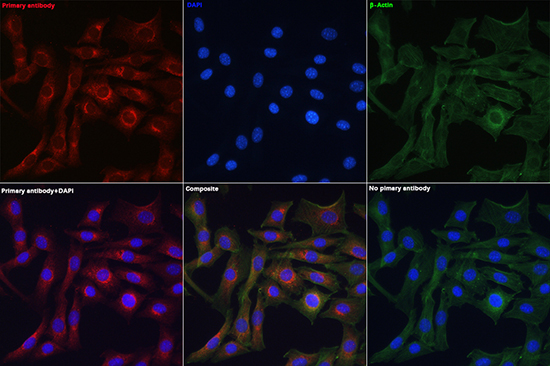GRN Rabbit Polyclonal Antibody - SAB | Signalway Antibody