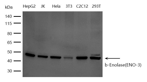 b-Enolase(ENO-3) Antibody - SAB | Signalway Antibody